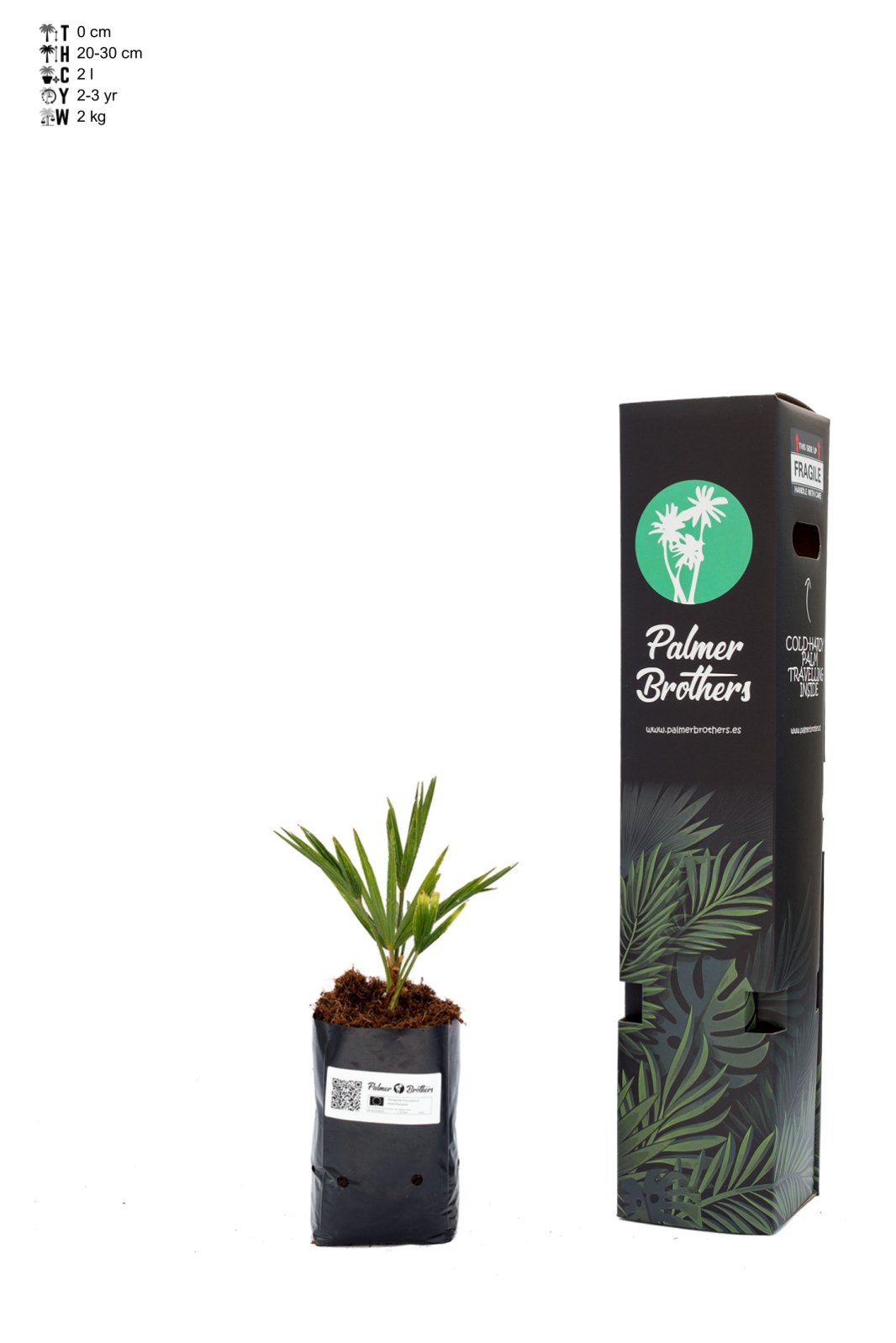 PALMITO DE CHUSAN ENANO (Trachycarpus fortunei var. wagnerianus ...