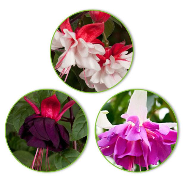 Fuchsias Bella Rosella, Blue Angel, New Millenium en mélange - Les 3 ...