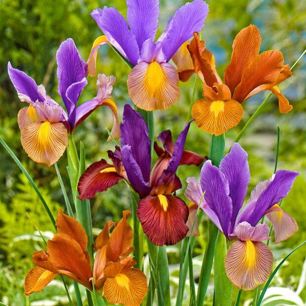 Iris de Hollande Tiger en mélange - Le sachet de 40 bulbes / Ø 6-7cm ...