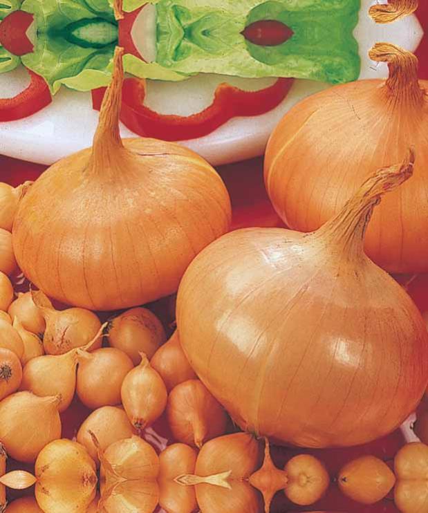 Collection d'Oignons: Snowball, Stuttgart, Brunswick - Collection de 1 ...