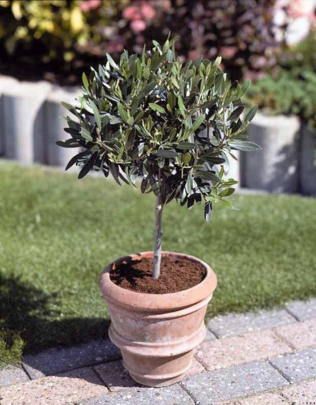 Olivier sur tige - Le pot / 3L / tige 50cm / Hauteur livrée environ 80 ...