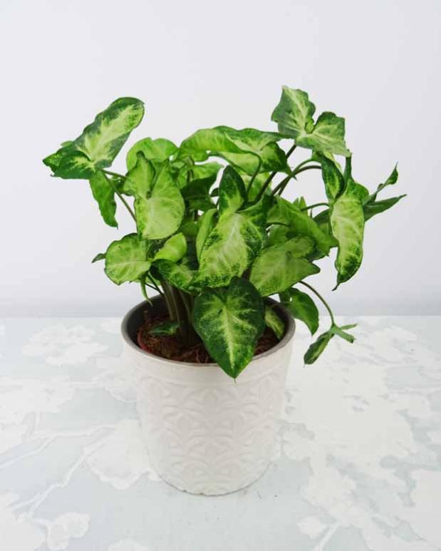 Syngonium Pixie + cache pot blanc 14 cm. - Le pot de 12 cm. Hauteur ...