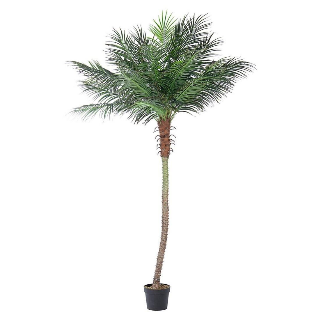 Pianta Palma con vaso 21 foglie da interno 300h cm | Leroy Merlin