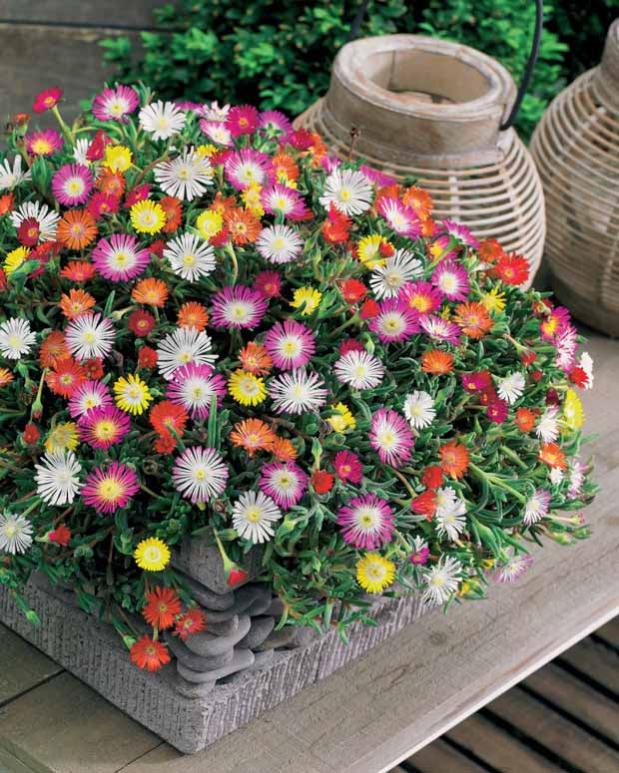 Pourpiers de Cooper en mélange - Les 3 pots / Ø 12cm - Willemse | Leroy ...