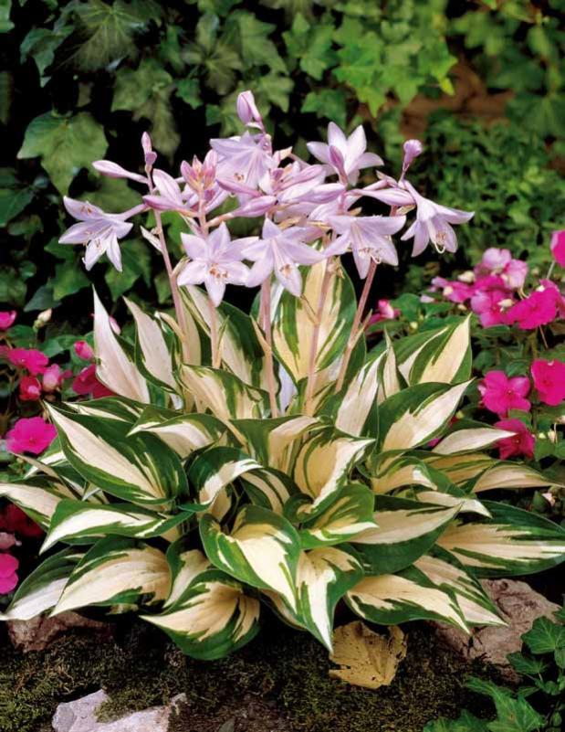 Hosta Feu et glace - La pièce en racines nues. - Willemse | Leroy Merlin