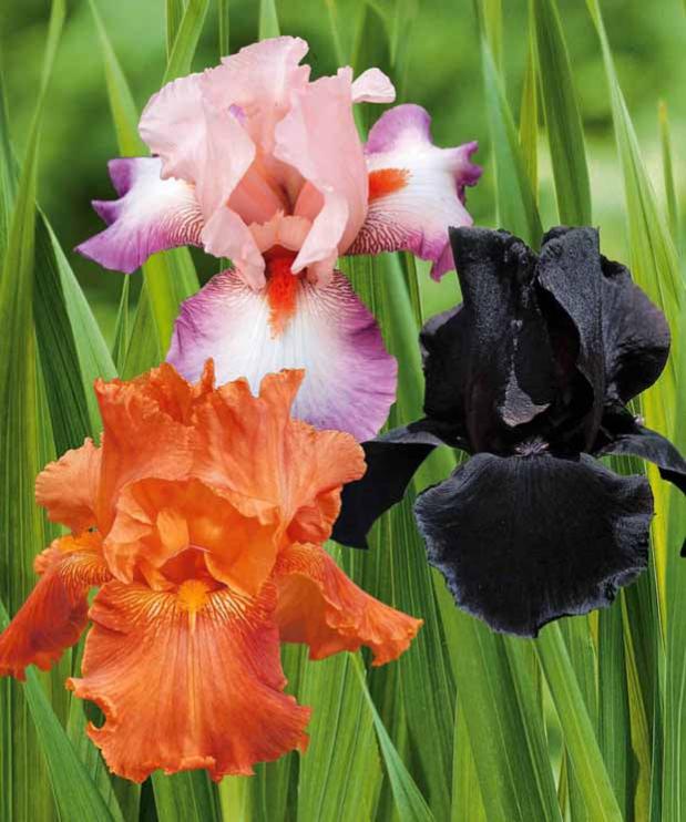 Iris de jardin noire, orange, rosé en mélange - Le paquet de 6, racines ...