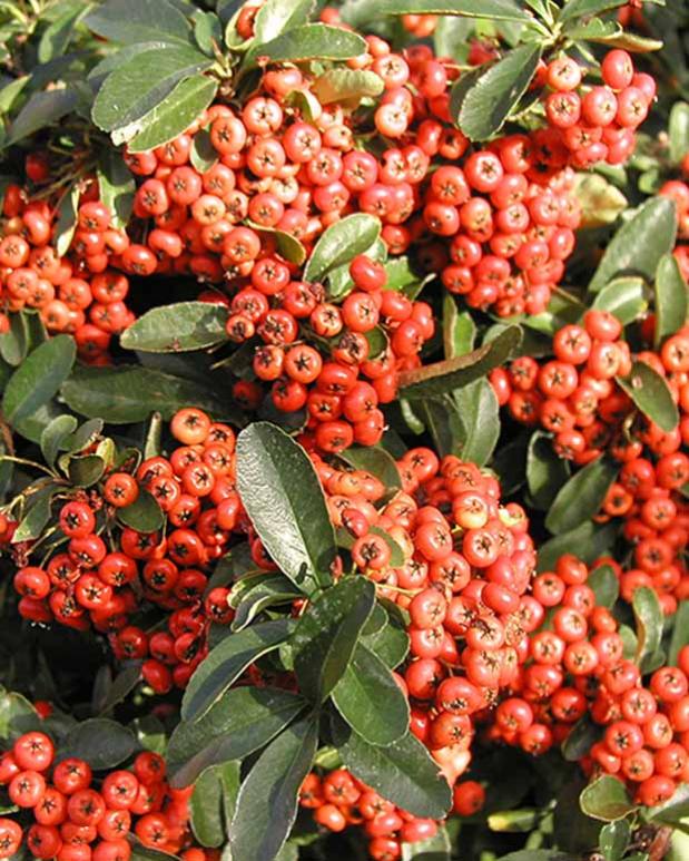 Buisson ardent Saphyr® Rouge Cadrou - Pyracantha - Le pot / 3L ...