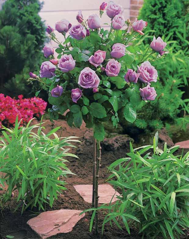 Rosier sur tige Walztime - La pièce en racine nue / tige 60cm ...