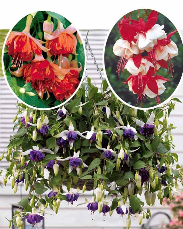 Fuchsias retombants en mélange - Les 6 pots / Ø 9cm - Willemse | Leroy ...