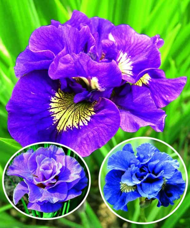 Collection d'Iris de Sibérie - Le paquet de 6, racines nues. - Willemse ...