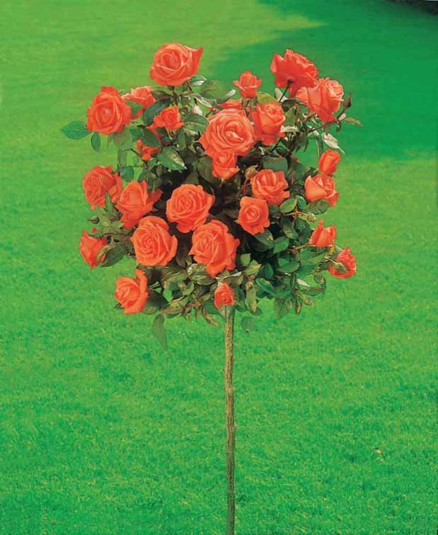 Rosier sur tige Ramona - La pièce en racine nue / tige 90-100cm ...