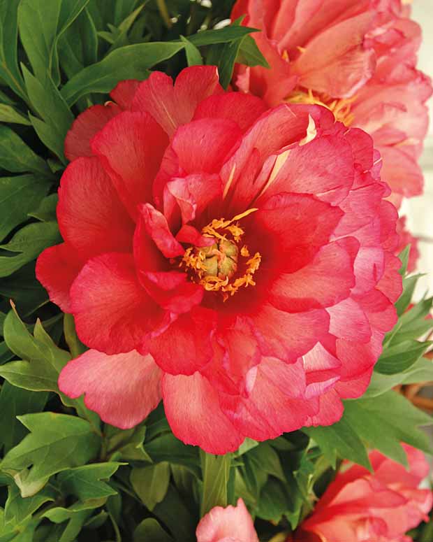 Pivoine Itoh Julia Rose - Racine nue, 2/3 yeux - Willemse | Leroy Merlin