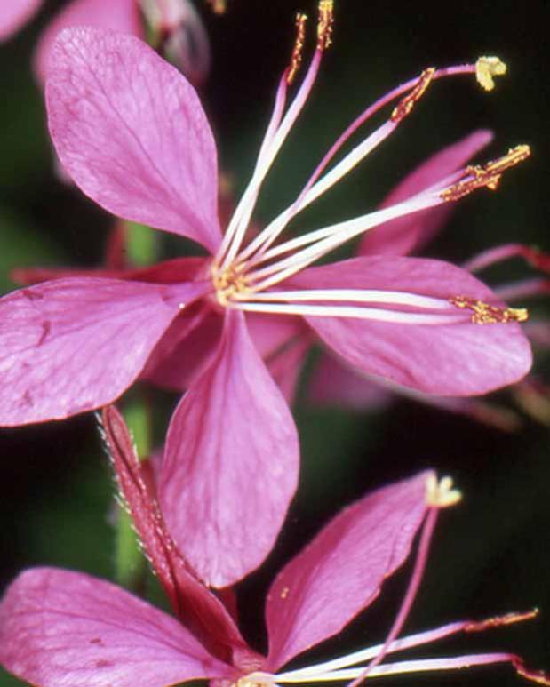 Gaura Siskiyou pink - Les 2 pots / Ø 9cm - Willemse | Leroy Merlin