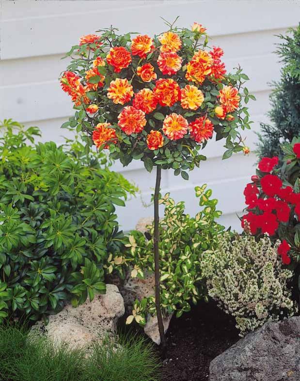 Mini-rosier sur tige Mousha - La pièce en racine nue / tige 30-40cm ...