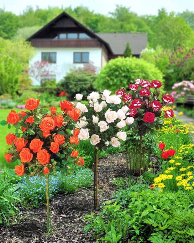 Collection de Rosiers tiges : Ramona, Korbin, Osiria - Le paquet de 3 ...