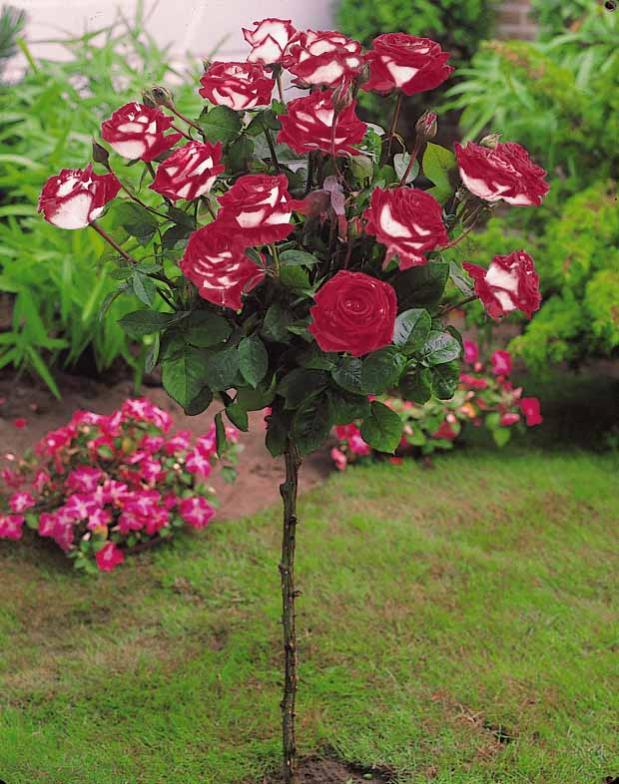 Rosier sur tige Osiria - La pièce en racine nue / tige 60cm - Willemse ...