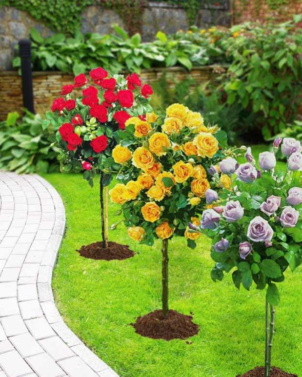 Collection de Rosiers tiges : Walztime, Sunsilk, Dame de Cœur - Le ...