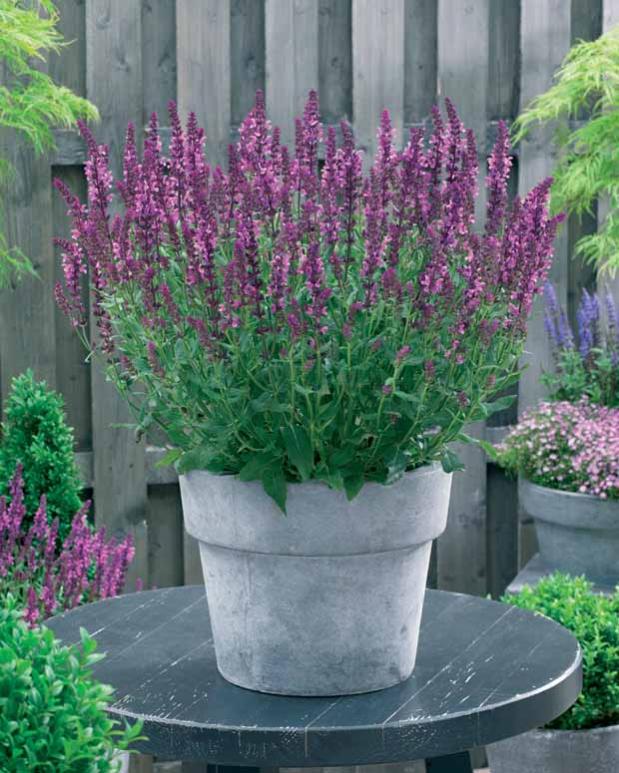 Sauge des bois Friesland Pink - Le paquet de 3 plantes, racines nues ...