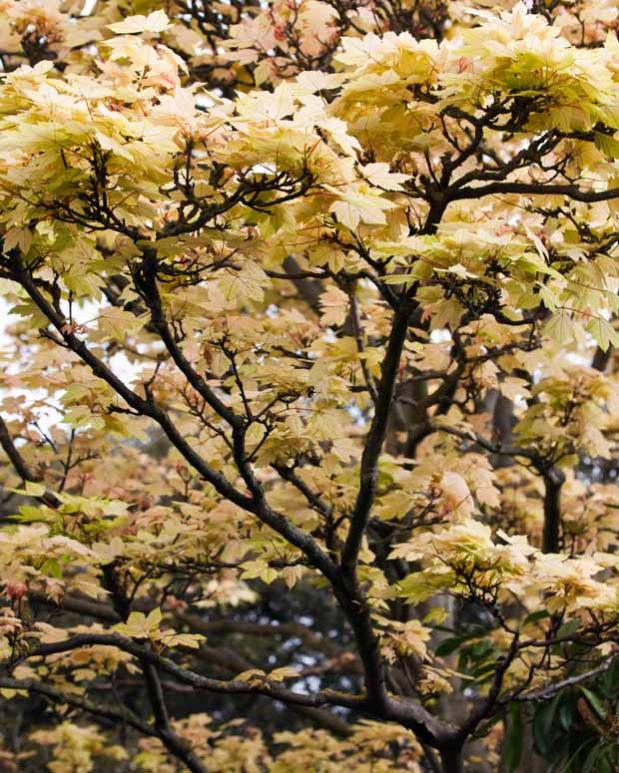 Erable sycomore Brilliantissimum - Le pot / 4L / tige / Hauteur livrée ...