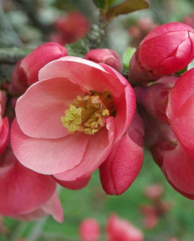 Cognassier du Japon Crimson And Gold - Le pot / 1.5L / Hauteur livrée ...