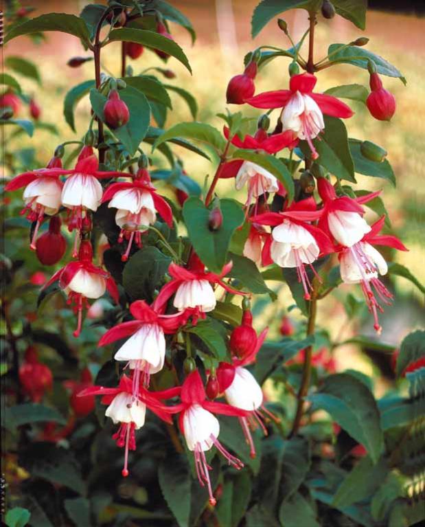 Fuchsia Mme Cornelissen - Les 3 pots / Ø 9cm - Willemse | Leroy Merlin