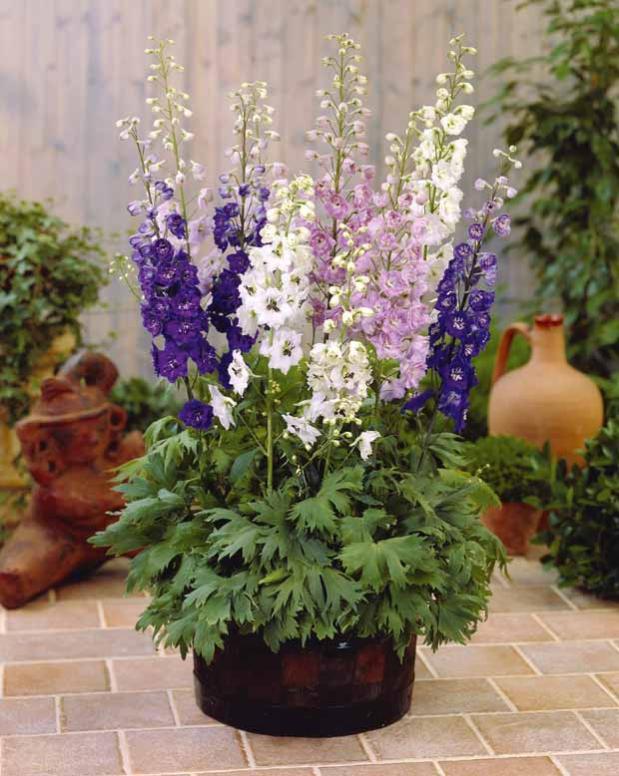 Delphiniums Magic Fountain en mélange - Les 2 pots / Ø 9cm - Willemse ...