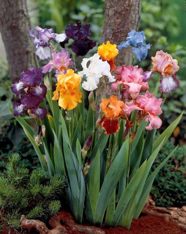 Iris de jardin en mélange - Le paquet de 5, en racines nues. - Willemse ...