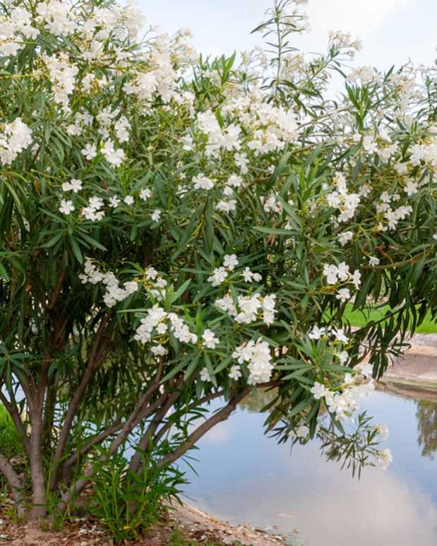 Laurier-rose à fleurs blanches - Le pot / Ø 13cm / Hauteur livrée ...