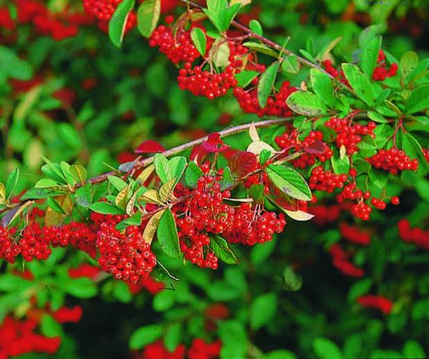 Cotoneaster franchetii - Le pot / 1.5L / Hauteur livrée environ 30-40cm ...