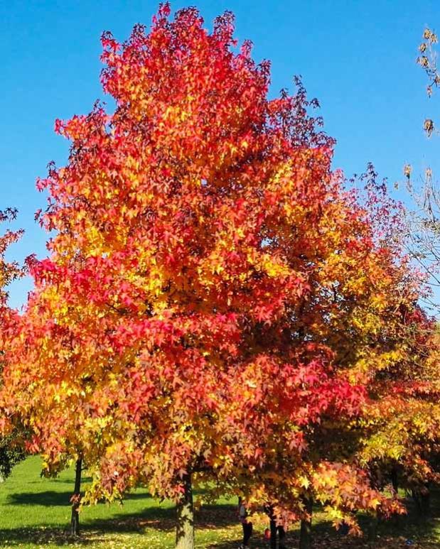Copalme d'Amérique - Liquidambar - Le pot / 2L / Hauteur livrée environ ...