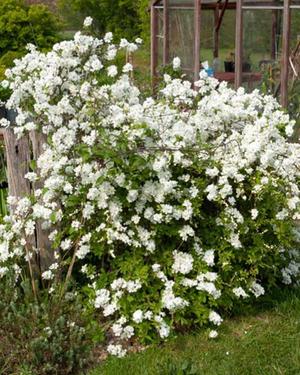 Exochorda macrantha The Bride - Le pot / 2L / Hauteur livrée environ 40 ...
