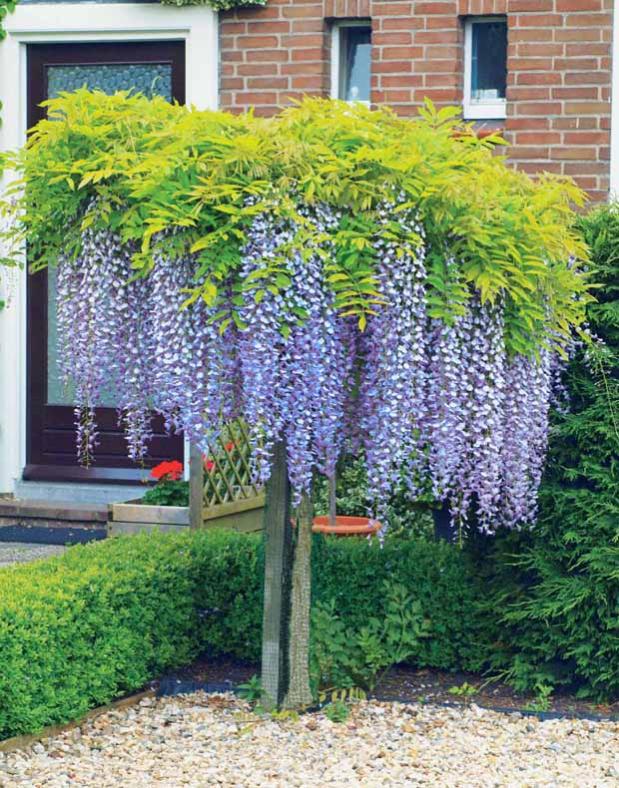 Glycine bleue sur tige - Le pot / 2L / tige 50cm - Willemse | Leroy Merlin