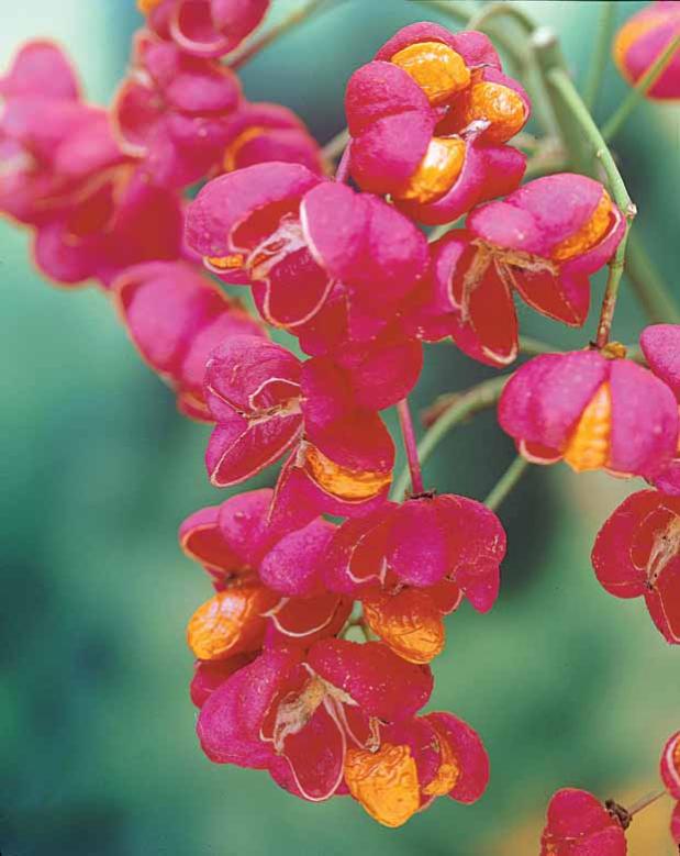 Fusain d'Europe - Le pot / 2L / Hauteur livrée environ 30-40cm - Willemse | Leroy Merlin