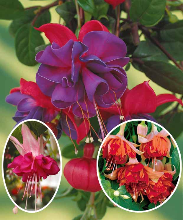 Fuchsias en mélange - Les 6 pots / Ø 9cm - Willemse | Leroy Merlin