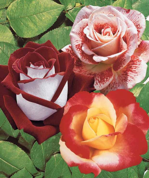 Collection de Rosiers buissons : Osiria, Famosa, Double Delight - Les 3 ...