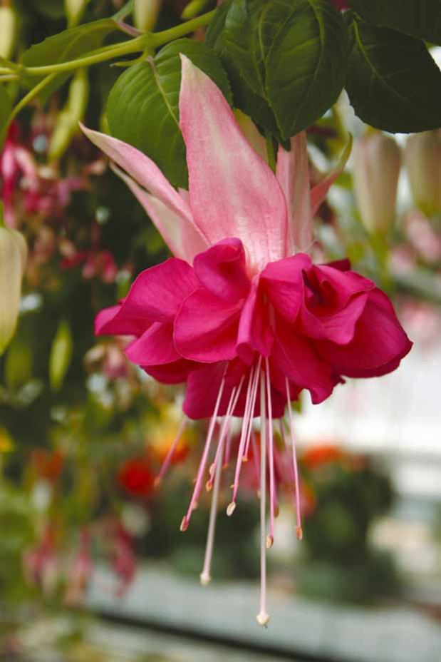 Fuchsia à fleurs géantes Bella Rosella - Les 3 pots / Ø 9cm - Willemse ...