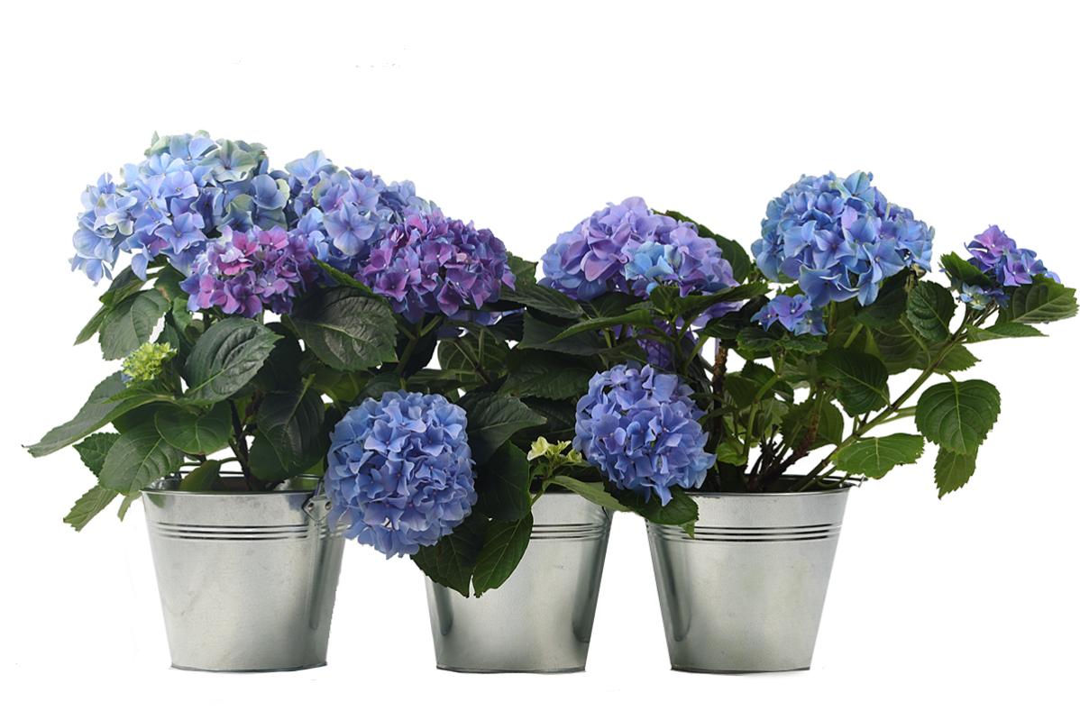 PACK DE 3 HORTENSIA AZUL D12 EN CINC | Leroy Merlin