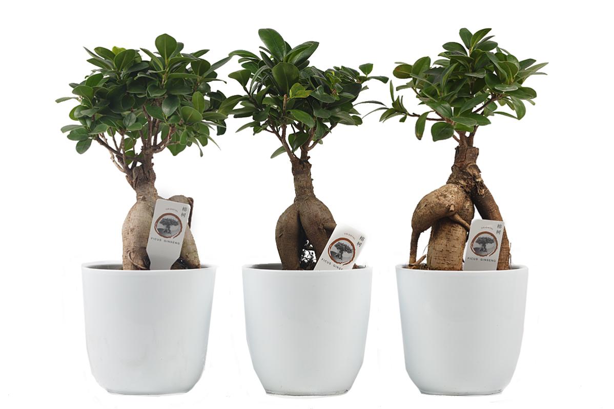 PACK DE 3 BONSAI FICUS GINSENG D10 EN CERAMICA | Leroy Merlin
