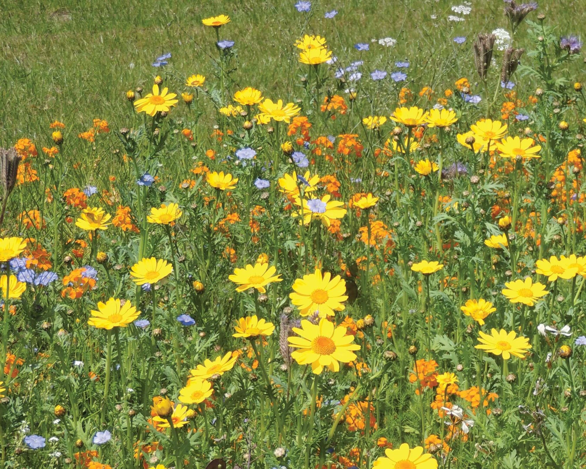 Graines Mélange vivace oiseaux • Graines Ferme de Sainte Marthe : 25 gr ...