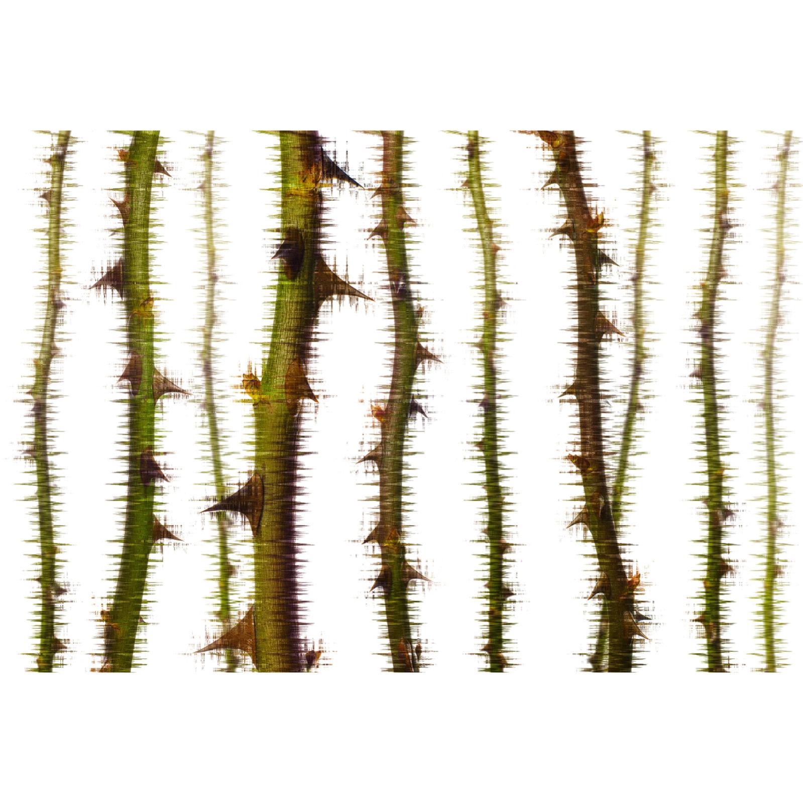 Papier peint panoramique original nature Tapisserie panoramique vert ...