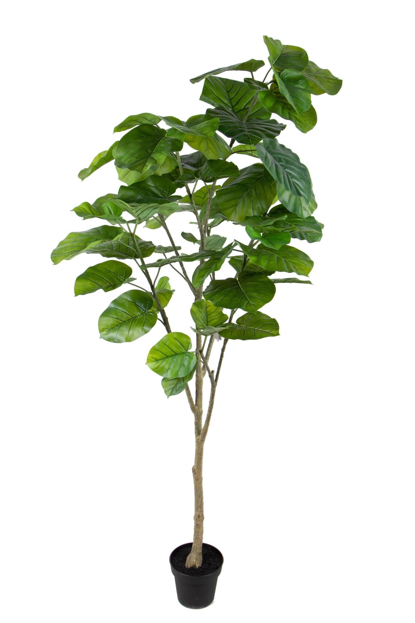 Pianta Artificiale di Ficus Real Touch con 64 Foglie in Vaso Altezza ...
