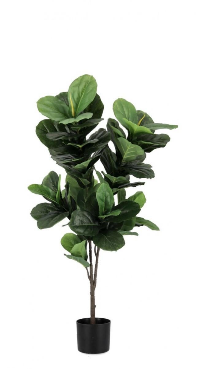 4x Pianta Ficus Lyrata C-Vaso 72Foglie H120 | Leroy Merlin