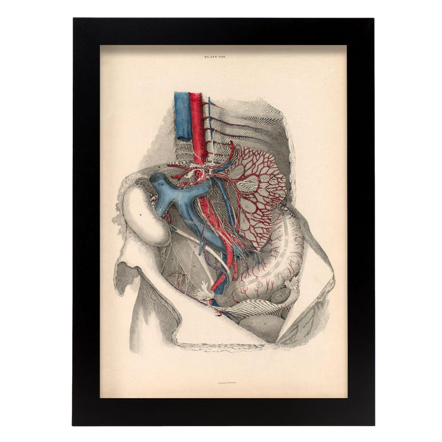 Nacnic Affiche De Dissection Abdominale Décoratives De L'anatomie Et De ...