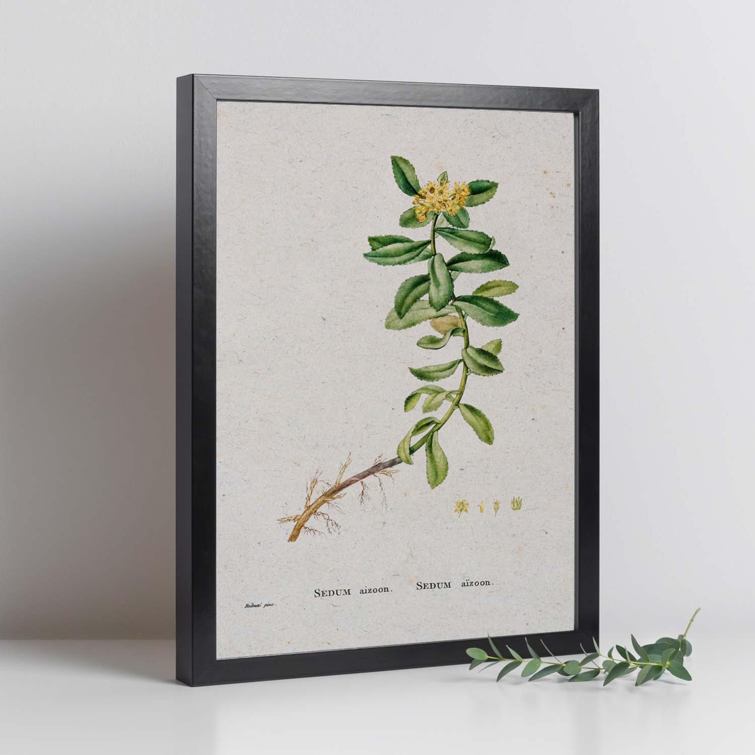 Fiche Naturelle - 071. Affiches Avec Illustrations En Aquarelle De Pierre -joseph Redoute. A4 ...