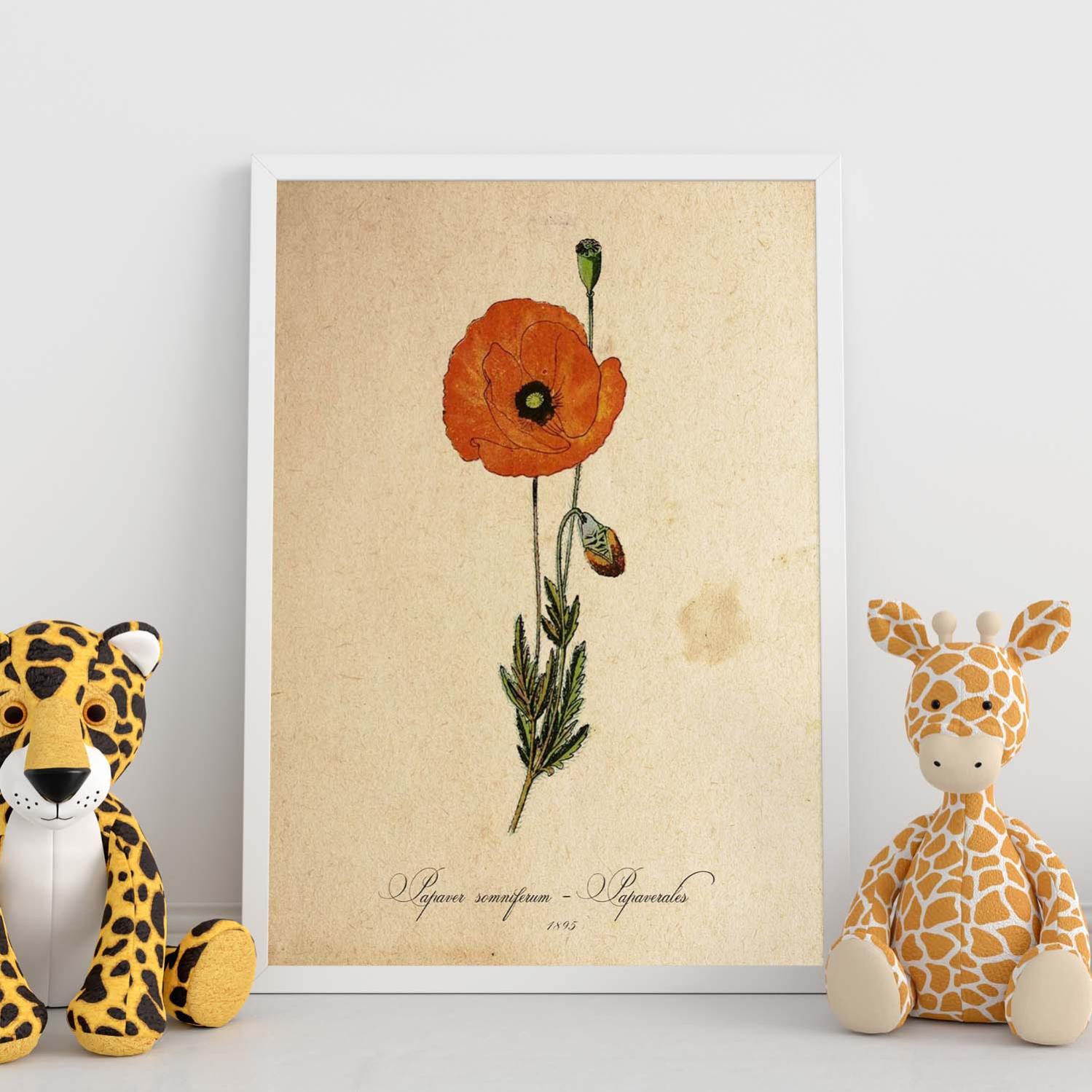 Affiche De Fleurs Vintage. La Lame Papaver Somniferum Avec Design ...