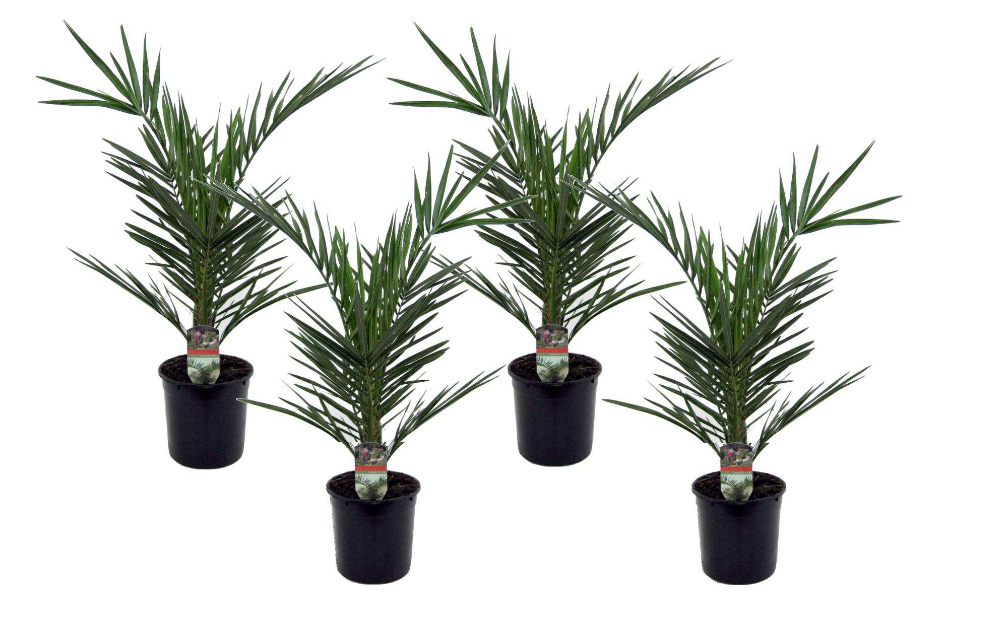 Plant in a Box - Phoenix Canariensis - Set di 4 - Palma Dadel delle ...