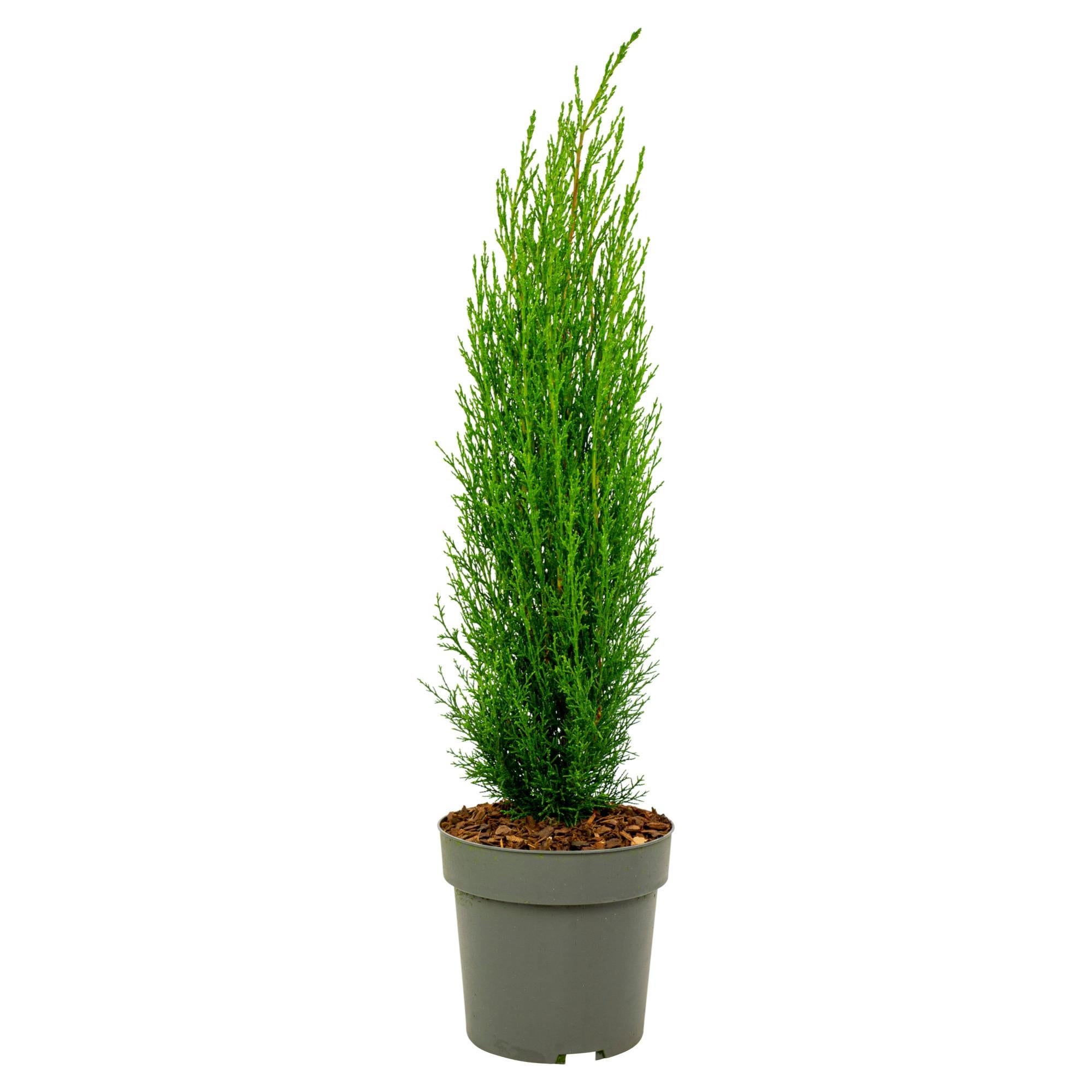 Plant in a Box - Cupressus sempervirens - Cipresso toscano - Vaso 19cm ...