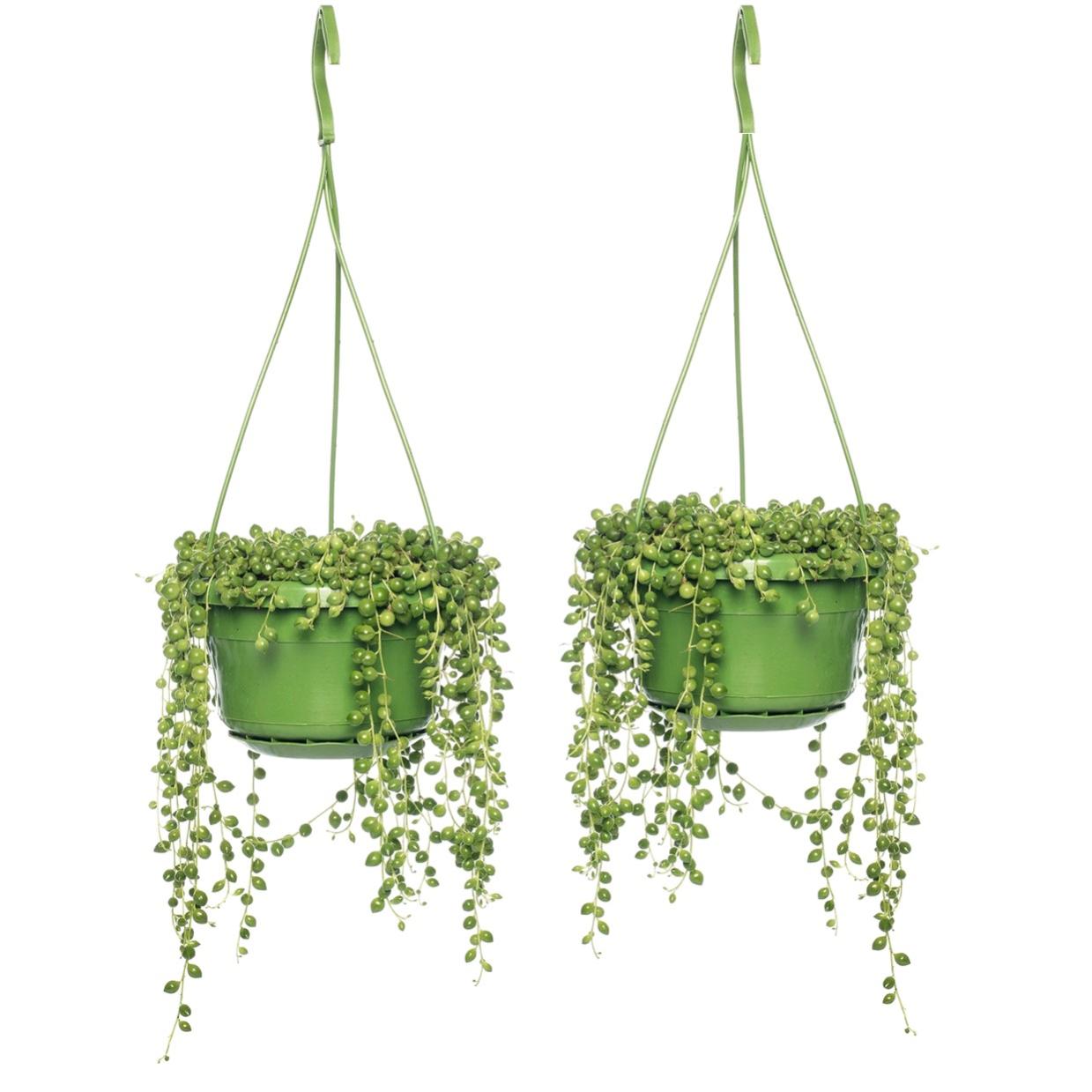 Plant in a Box - Senecio Rowleyanus - Set di 2 - Filo di perle - Pianta ...