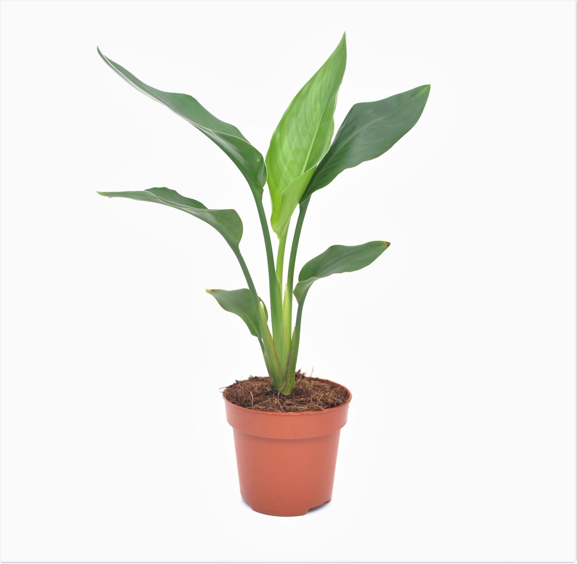 Plant in a Box - Strelitzia Reginea - Pianta dell'uccello del paradiso ...