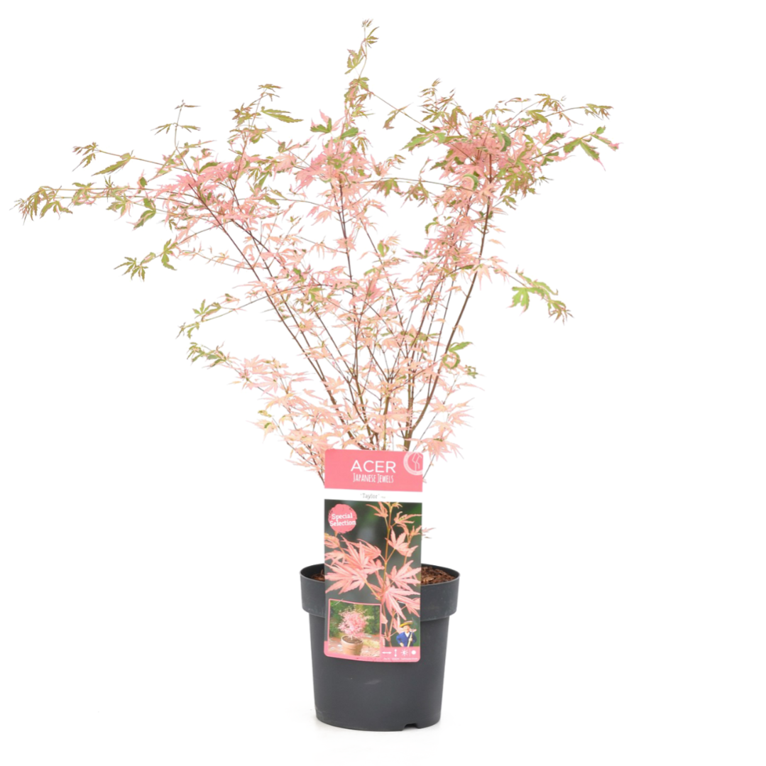 Arce japonés 'Taylor' - Acer palmatum - resistente - ø19cm - Altura 50 ...